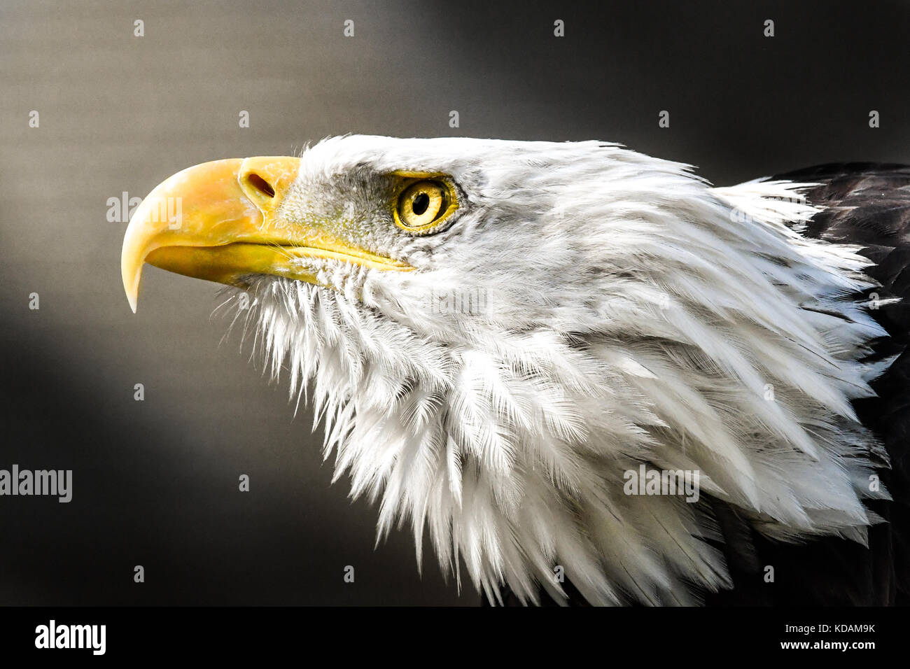 Close-up portrait of an eagle, British Columbia, Canada Stock Photo - Alamy