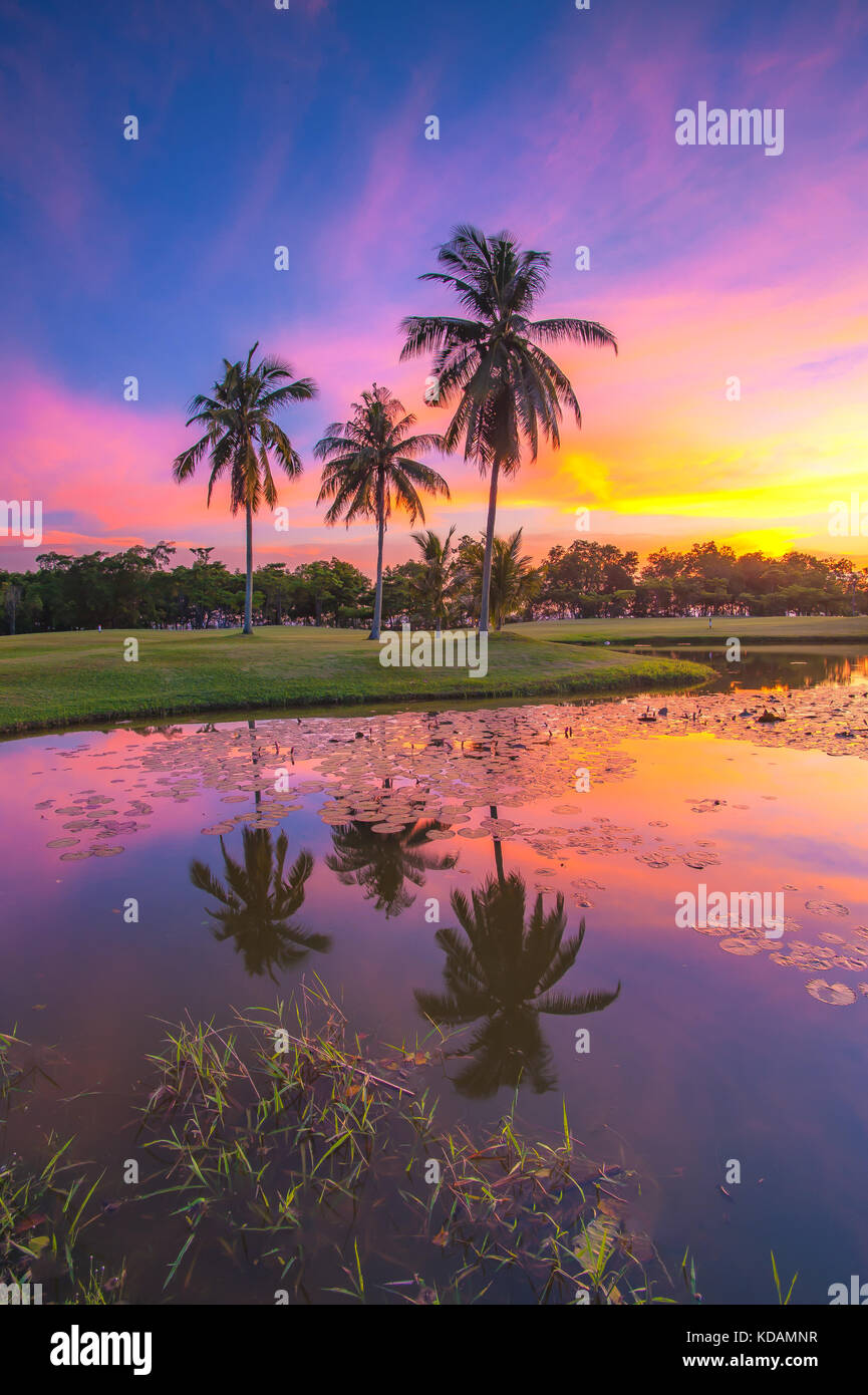 Rural landscape with Palm trees, Batam City, Riau Islands, Indonesia ...