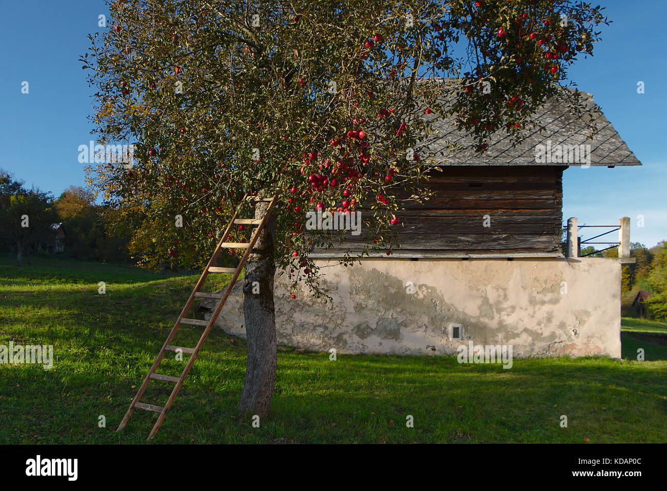 autumn scenery with apple tree and old cottage Stock Photo - Alamy