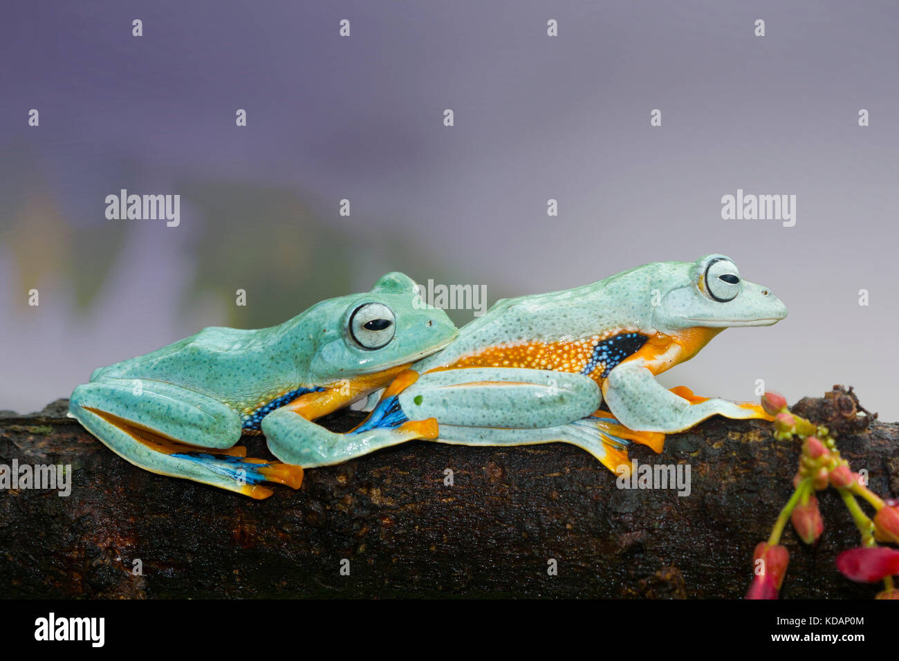 Two tree frogs on a branch, Indonesia Stock Photo - Alamy