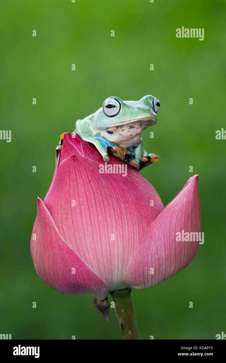 Flower amphibian hi-res stock photography and images - Alamy