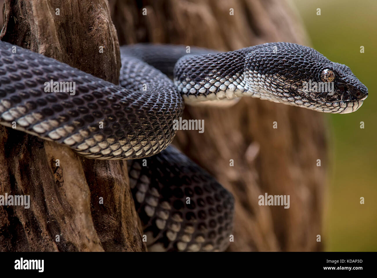 Mangrove Pit Viper (Trimeresurus Purporeomaculatus), Jakarta, Indonesia ...