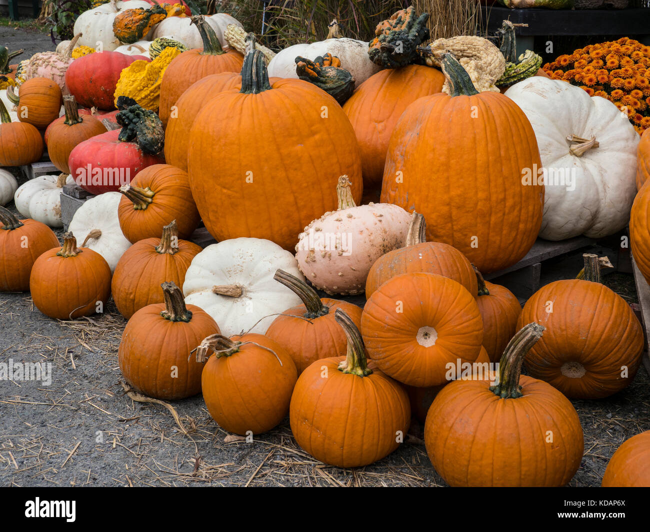 Pumpkins, My Sister's Garden, South Londonderry Vermont Stock Photo - Alamy