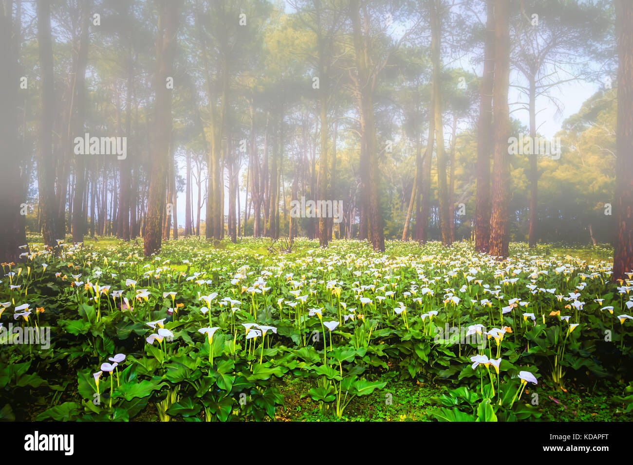 Lily nature forest hi-res stock photography and images - Alamy