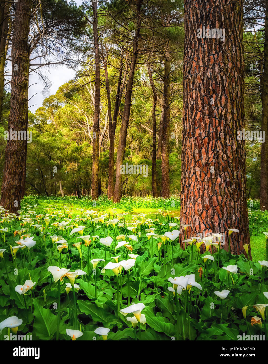 Lily nature forest hi-res stock photography and images - Alamy