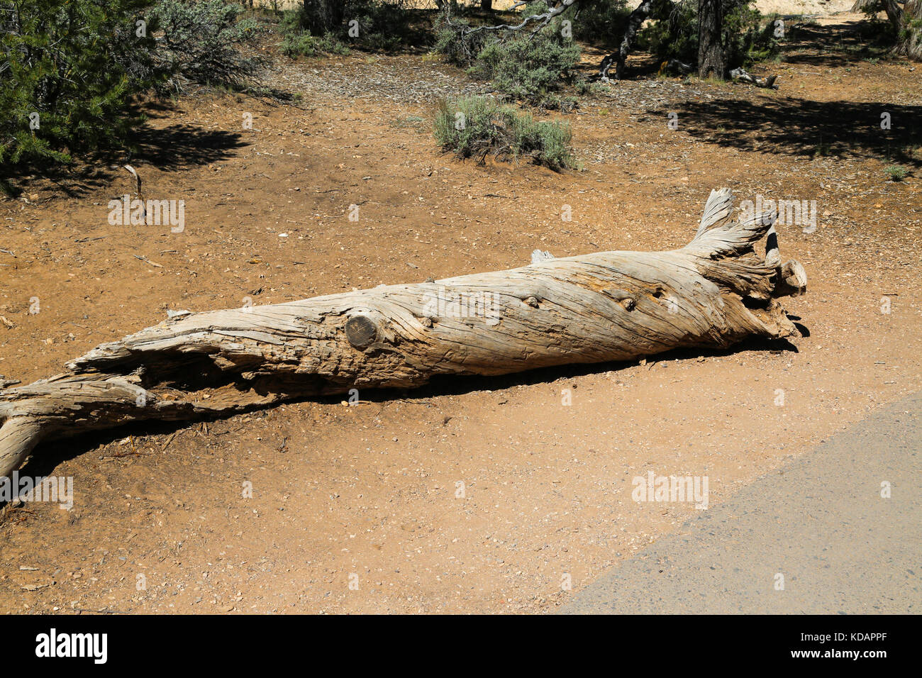 Trunk of a Utah juniper (Juniperous osteosperma) on south rim of Grand ...