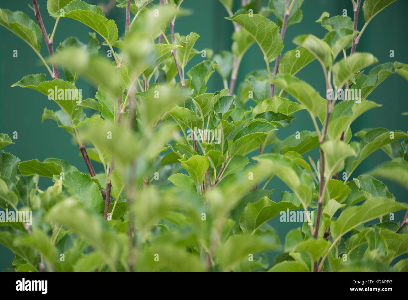 Delicate green foliage for background Stock Photo - Alamy
