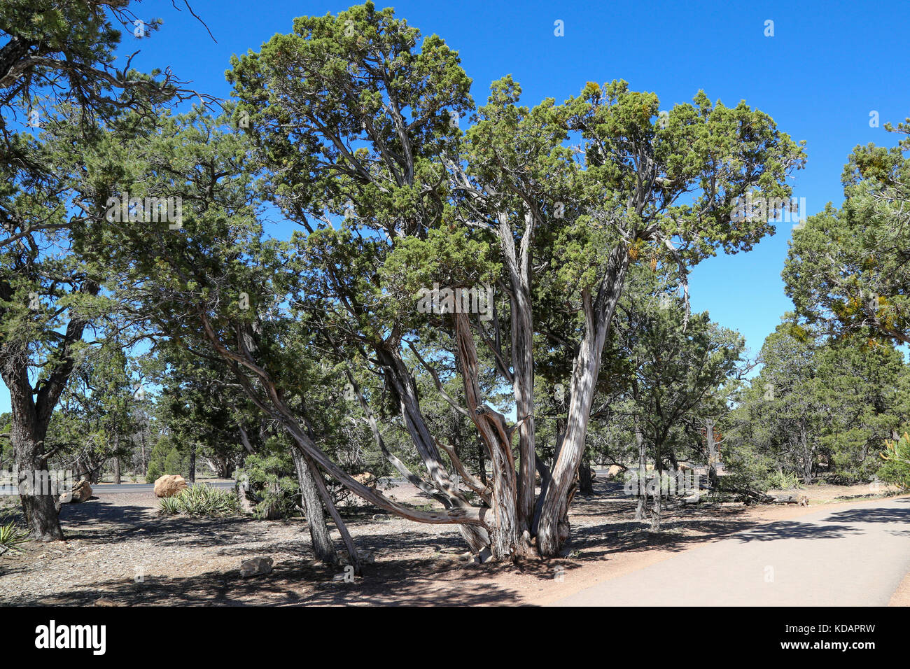 Juniperous Osteosperma High Resolution Stock Photography and Images - Alamy
