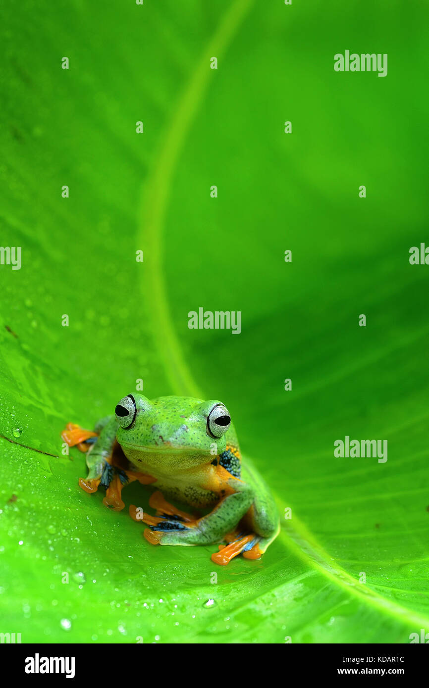 Tree frog inside a banana leaf, West Java, Indonesia Stock Photo - Alamy
