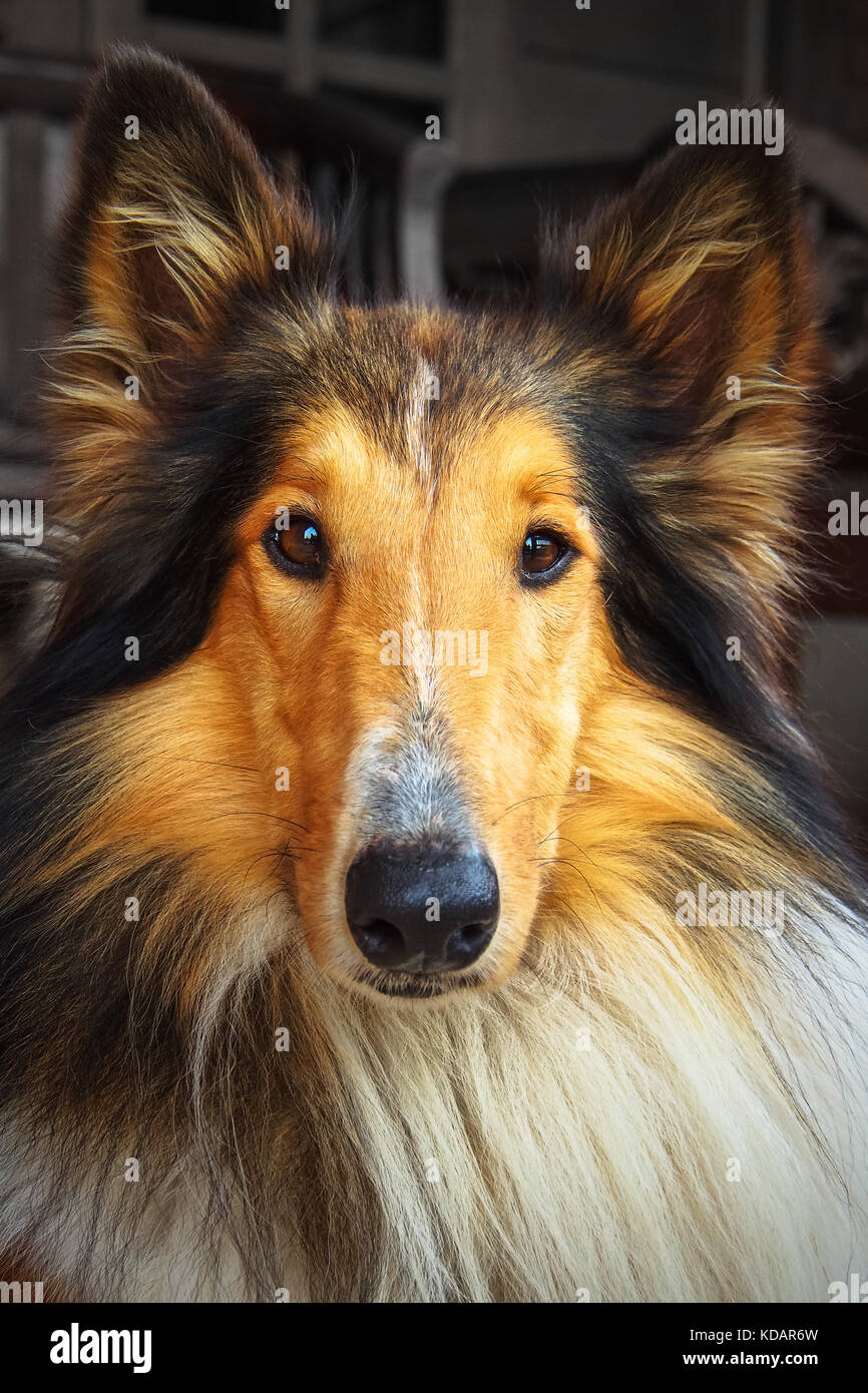 Portrait of a collie dog Stock Photo - Alamy