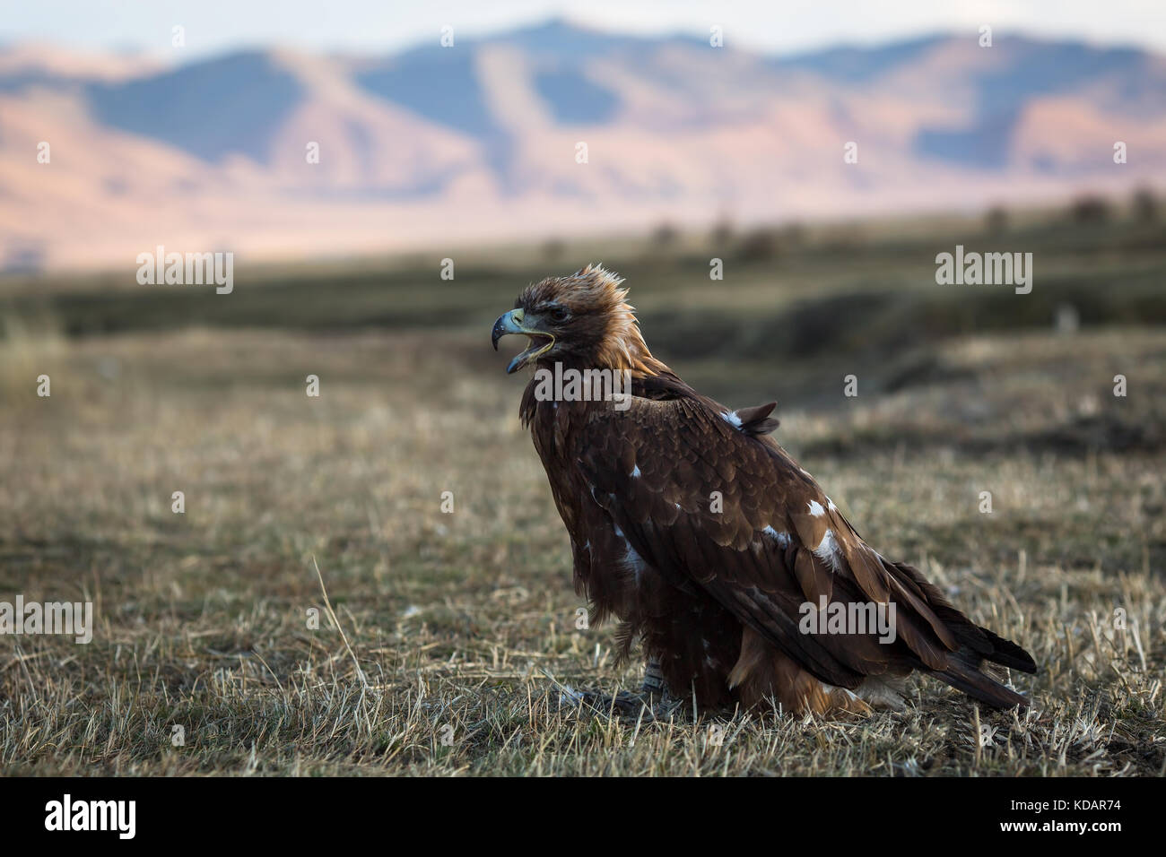 Young golden eagle hi-res stock photography and images - Alamy