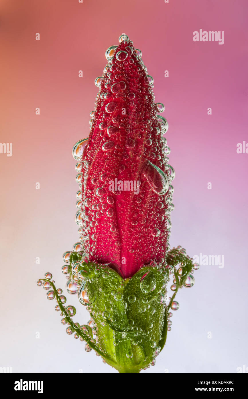 Water droplets on a flower hi-res stock photography and images - Alamy