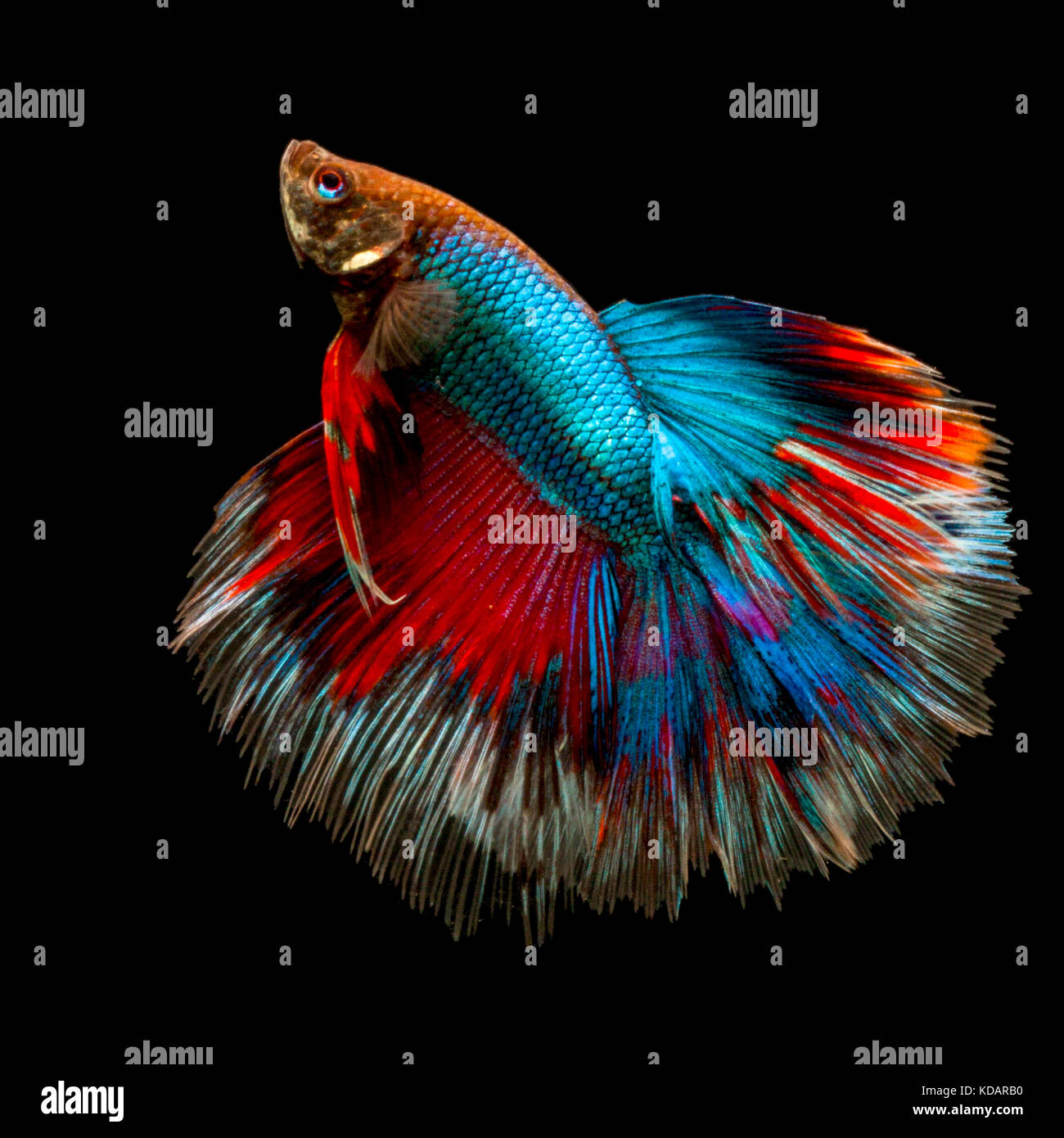 One colored fish hi-res stock photography and images - Alamy