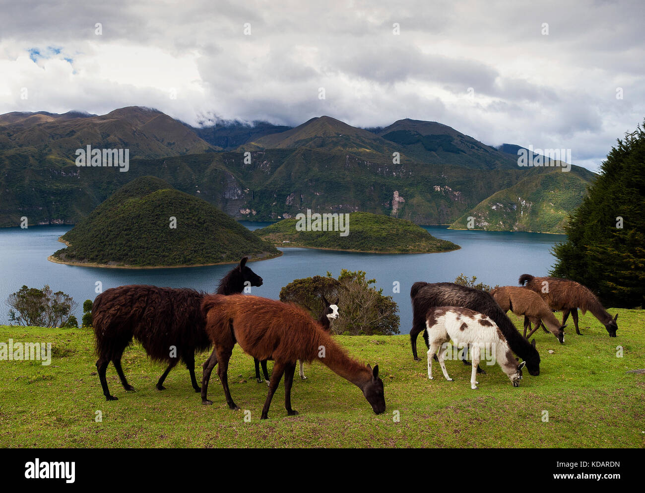 Alpacas grazing by Cuicocha Lagoon, Cotacachi, Ecuador Stock Photo - Alamy