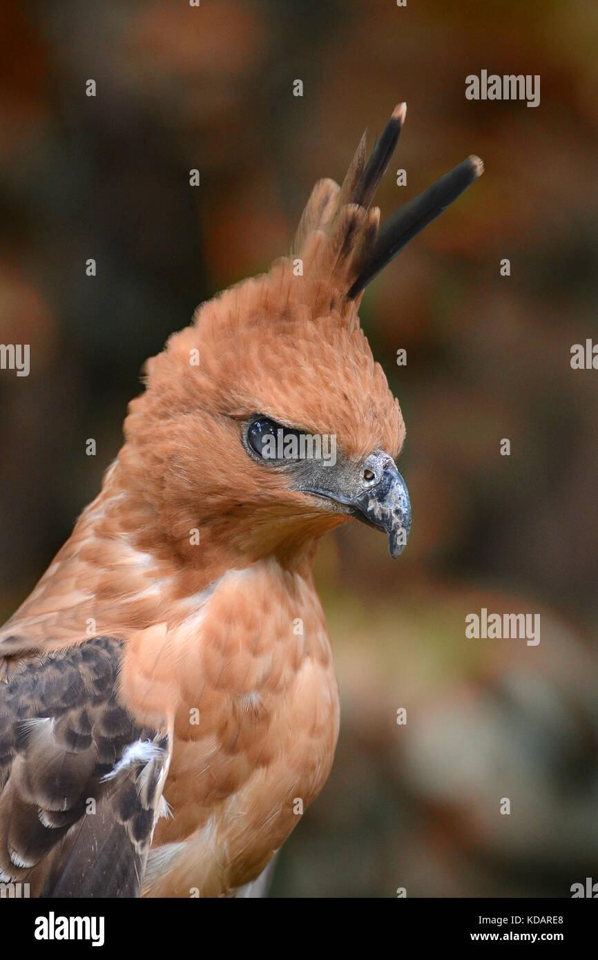 Javan hawk eagle, West Java, Indonesia Stock Photo - Alamy