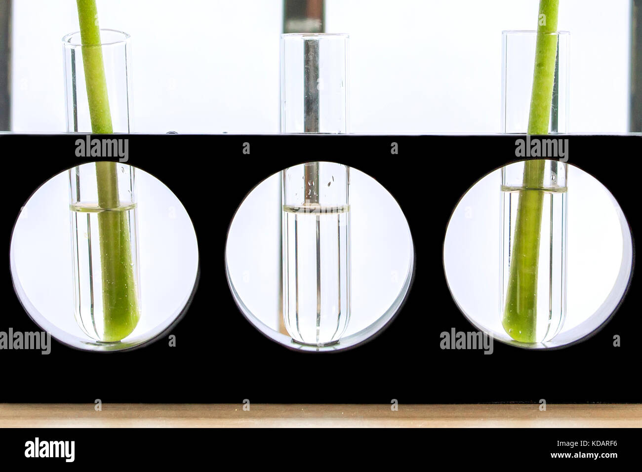 Plants in test tubes Stock Photo - Alamy