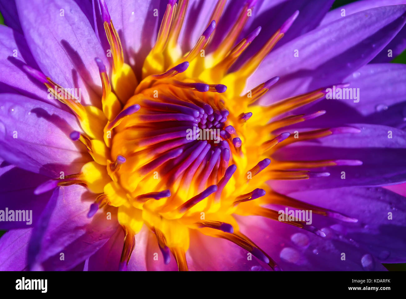 Close-up of a Water Lily, West Java, Indonesia Stock Photo - Alamy