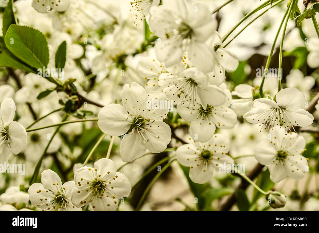 Long Peduncles High Resolution Stock Photography and Images - Alamy