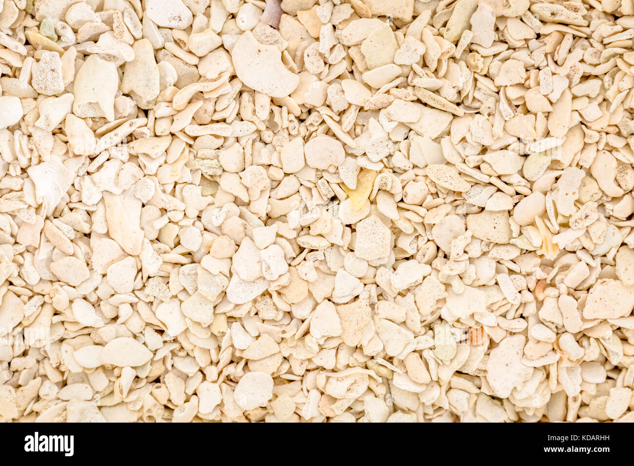 life size macro of colorful sand grain from Marquesas Key Beach, Monroe ...