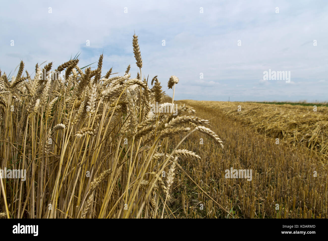 Grain harvest - barley, wheat, straw Stock Photo - Alamy