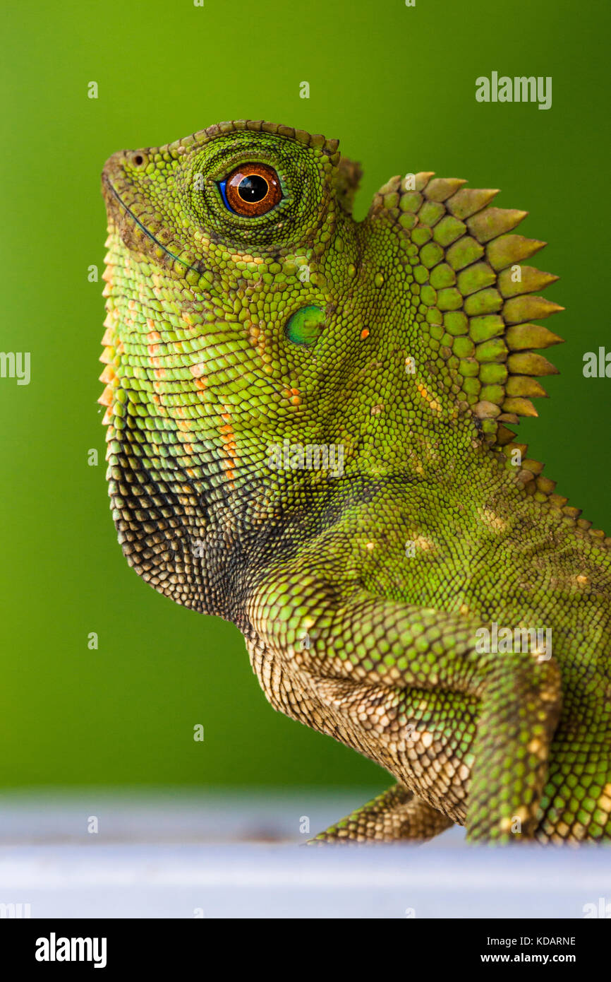 Portrait of a Forest dragon lizard, Jakarta, Indonesia Stock Photo - Alamy
