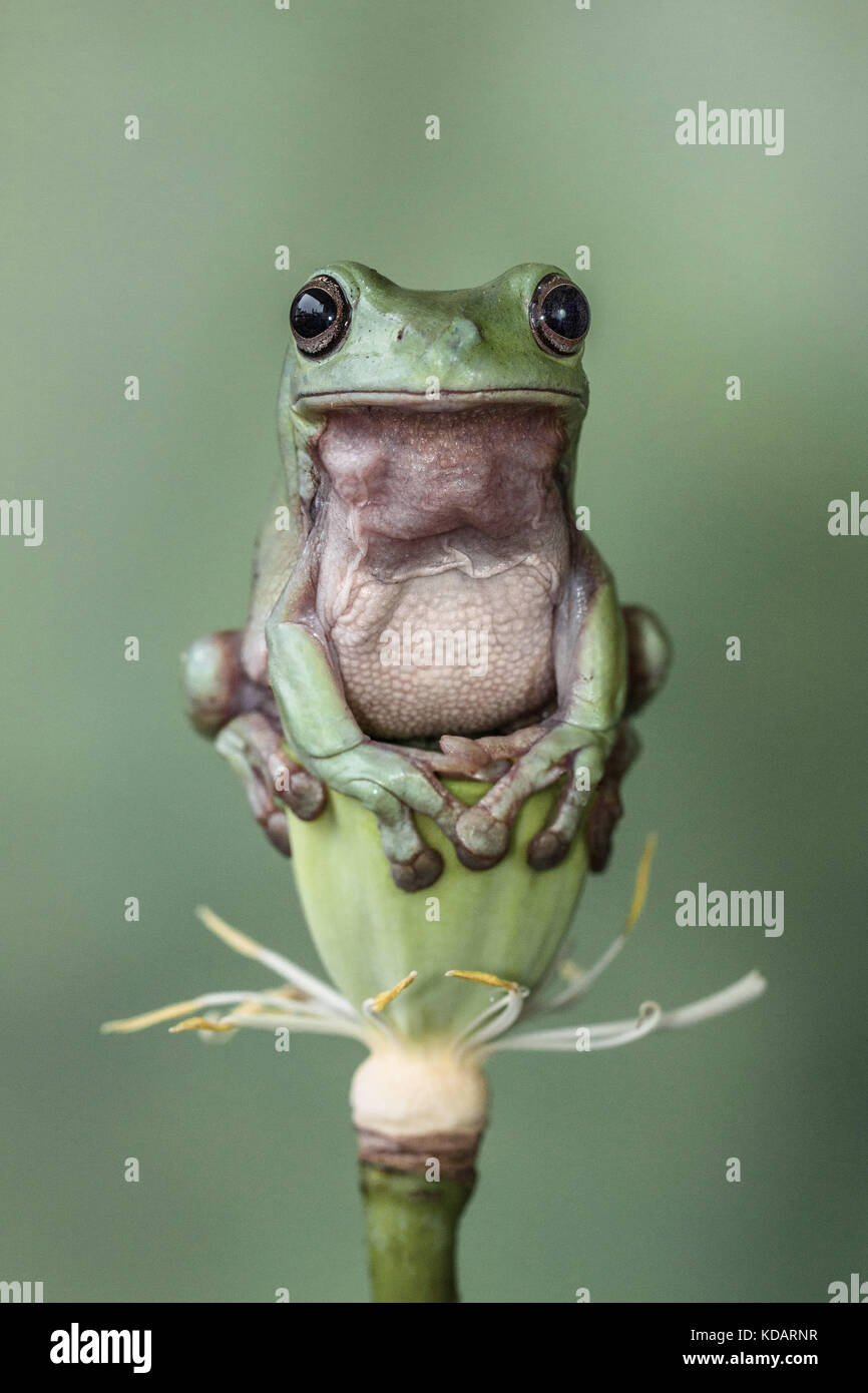 Tree frog sitting on a lotus flower Stock Photo - Alamy