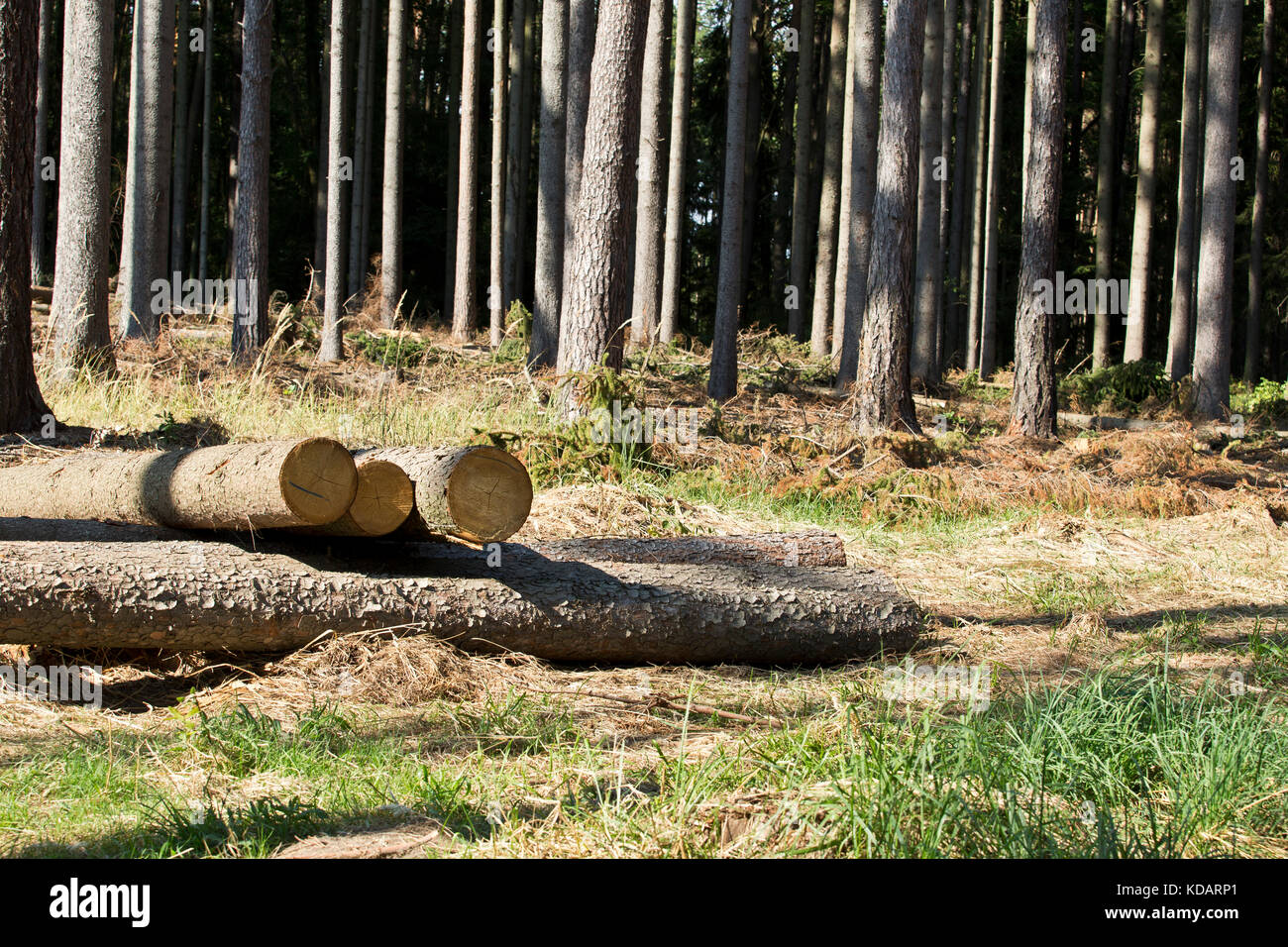 Wood logging in the forest - trees Stock Photo - Alamy