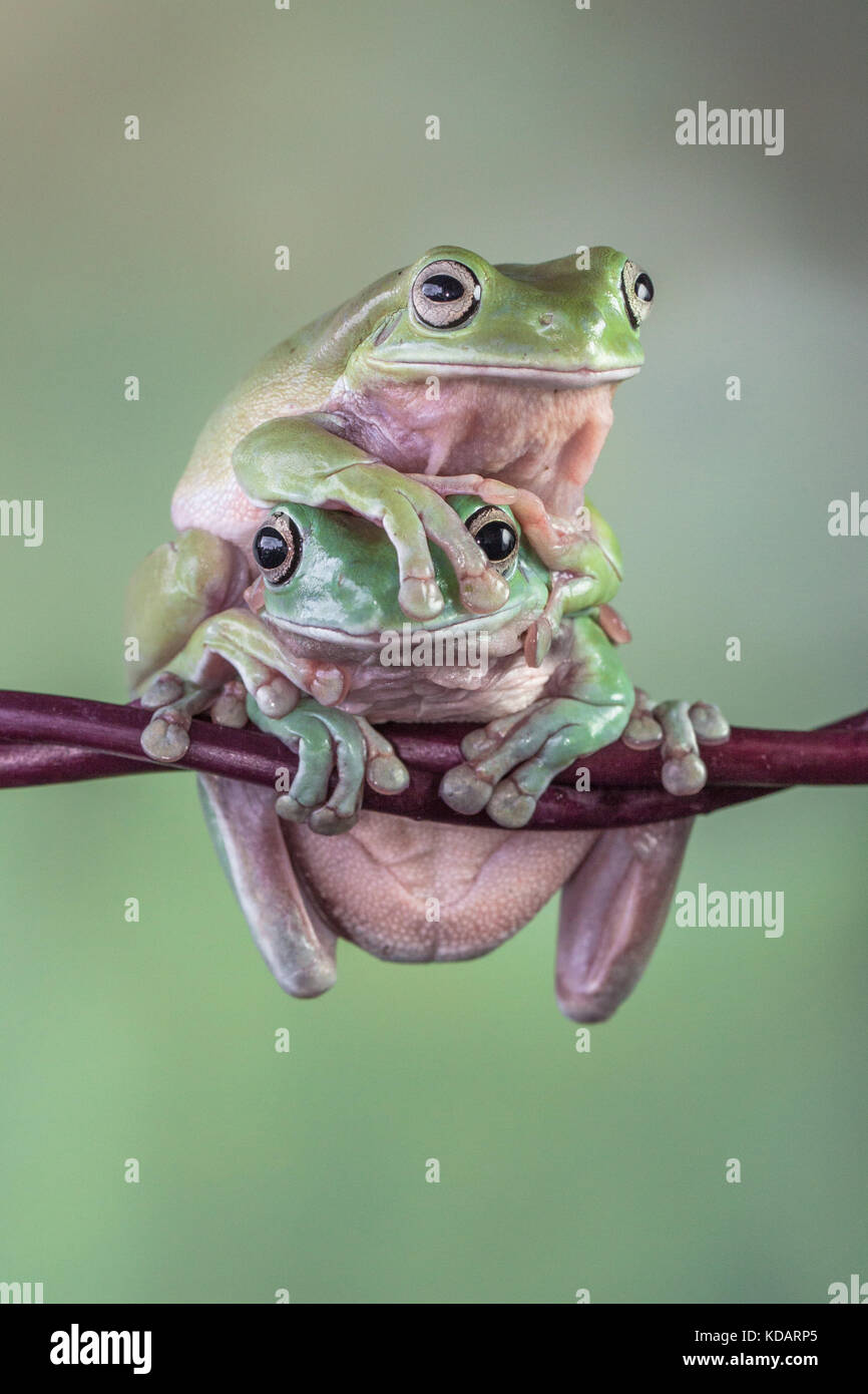 Two tree frogs sitting on top of each other Stock Photo - Alamy