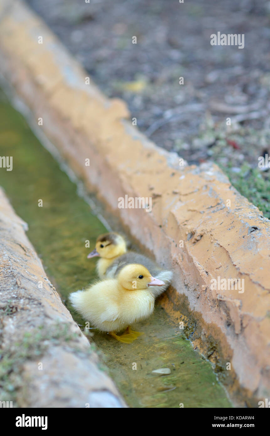 Water side duckling hi-res stock photography and images - Alamy