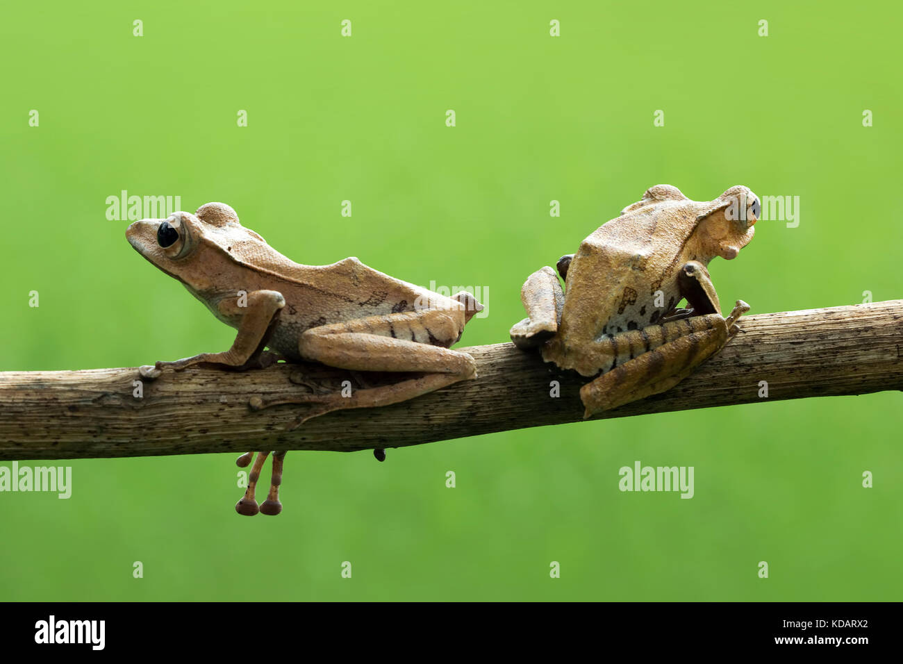 Two Eared tree frogs, Indonesia Stock Photo - Alamy