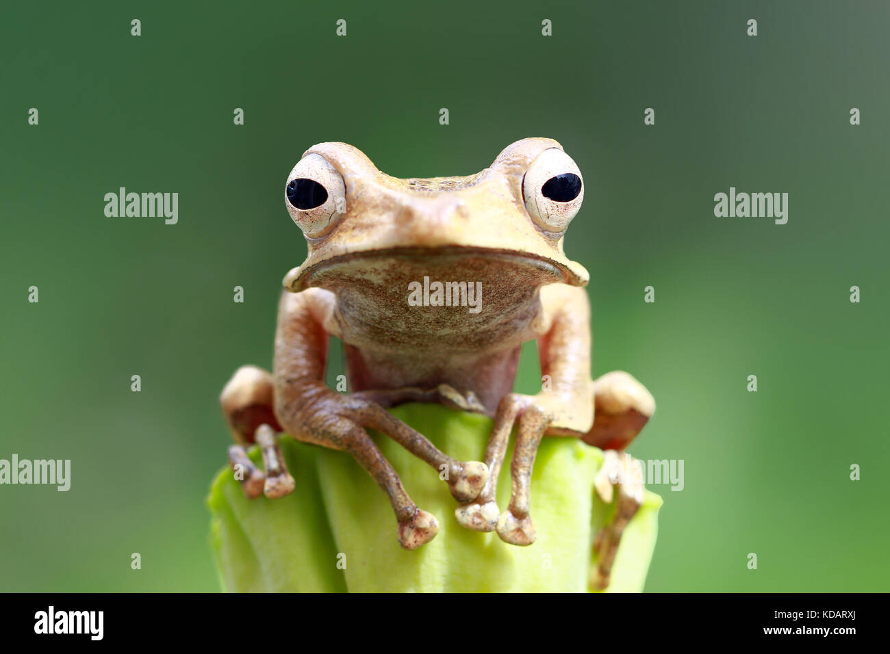 Eared tree frog on a plant, Indonesia Stock Photo - Alamy