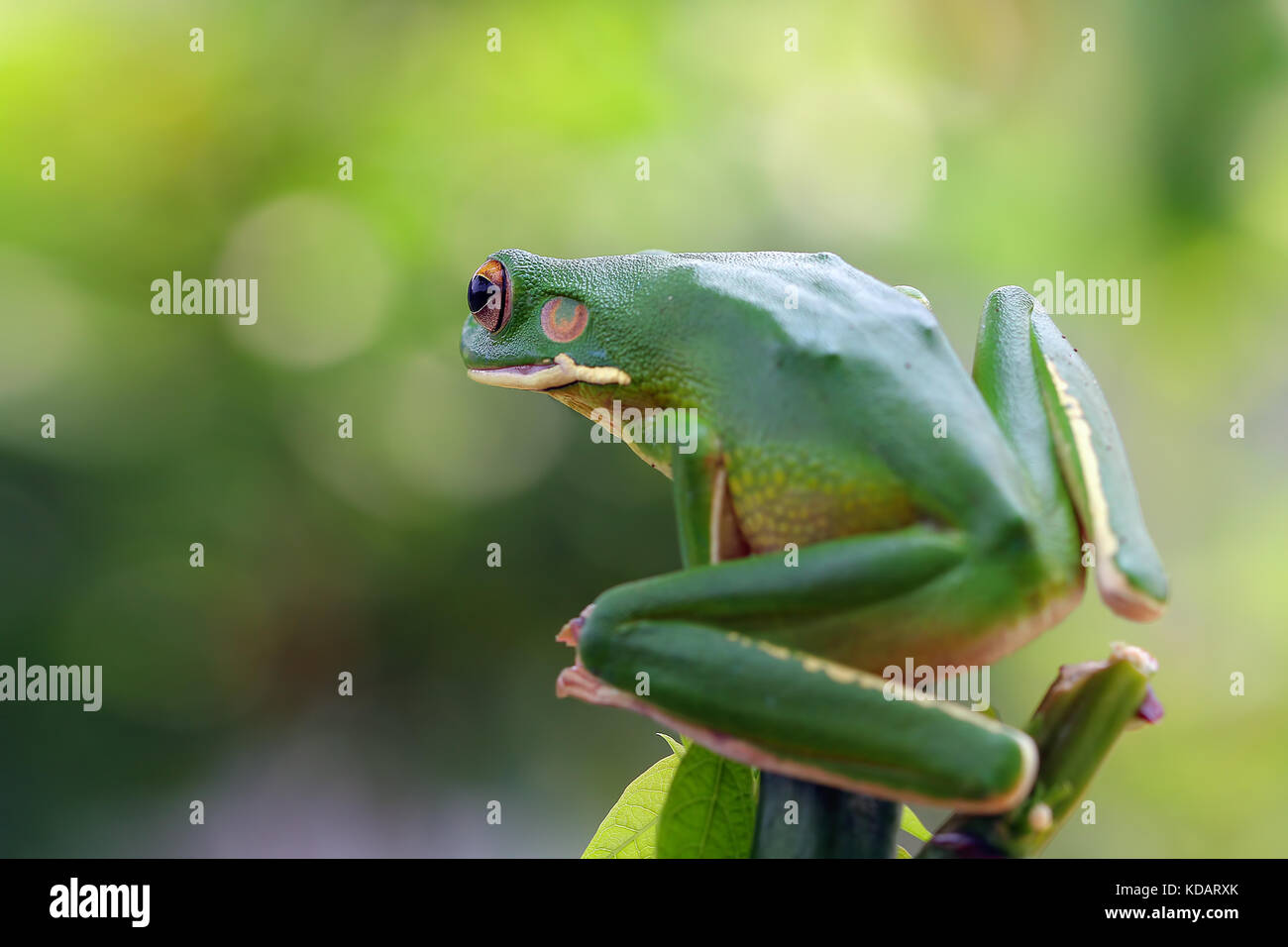Tree frog sitting on plant hi-res stock photography and images - Alamy