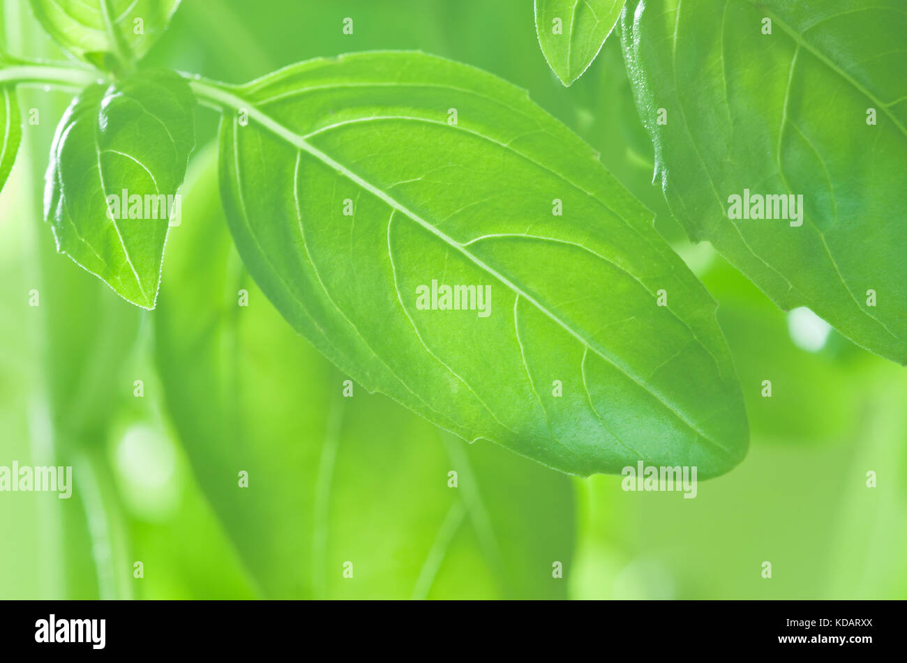 Twig of basil and her leaves, on a green background Stock Photo - Alamy