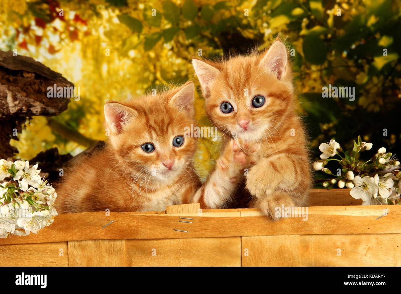 Cat with spring flowers hi-res stock photography and images - Alamy
