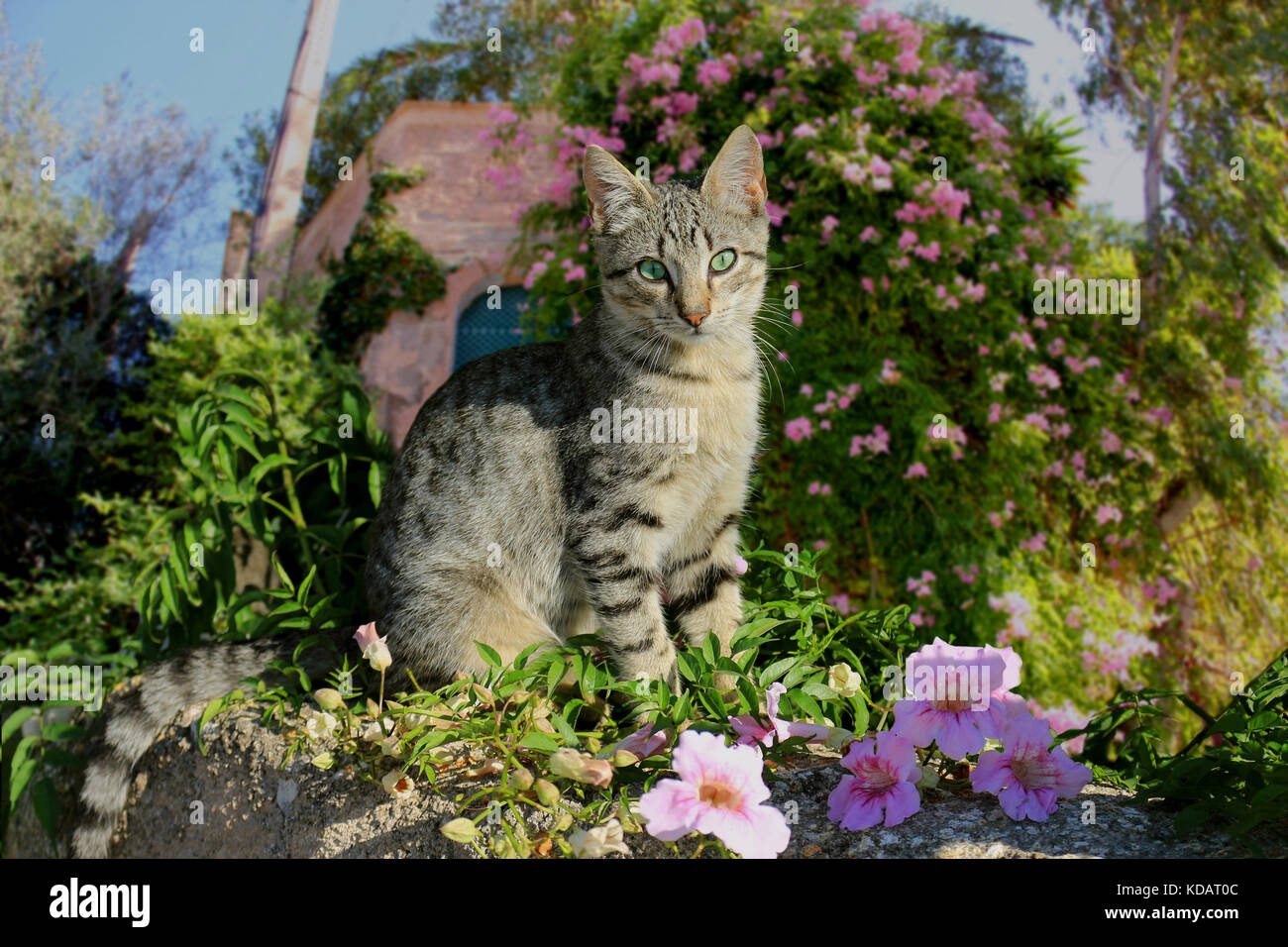 domestic cat, black tabby, sitting between flowers Stock Photo - Alamy