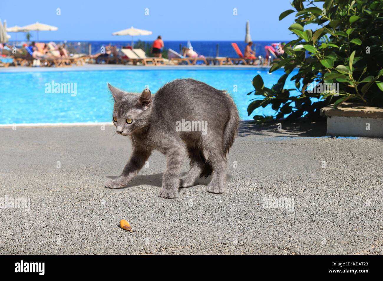 kitten, blue, playing at a pool Stock Photo - Alamy