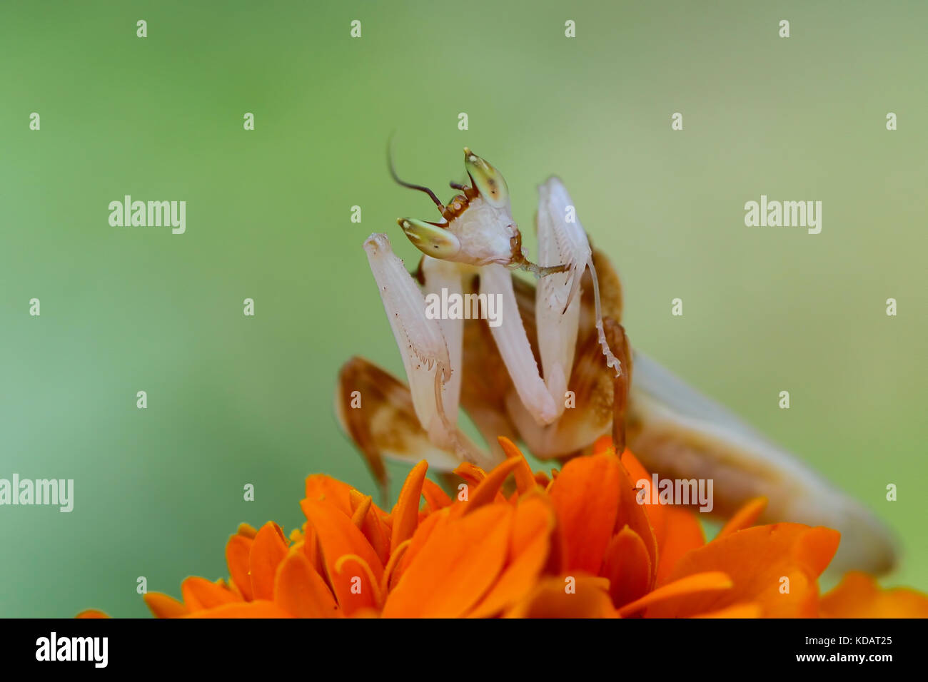 Orchid Mantis on a flower, Indonesia Stock Photo - Alamy