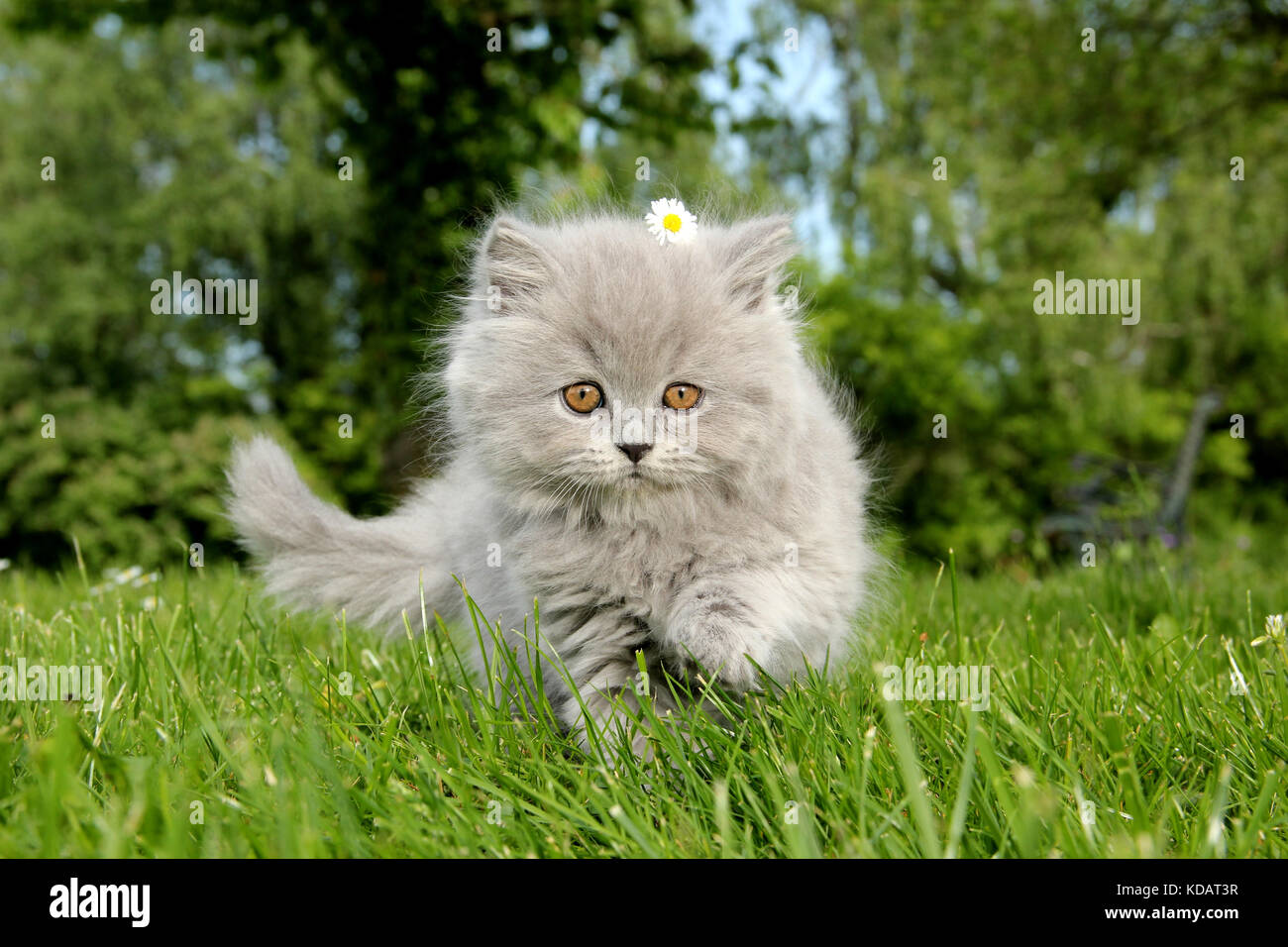 Highlander cat hi-res stock photography and images - Alamy