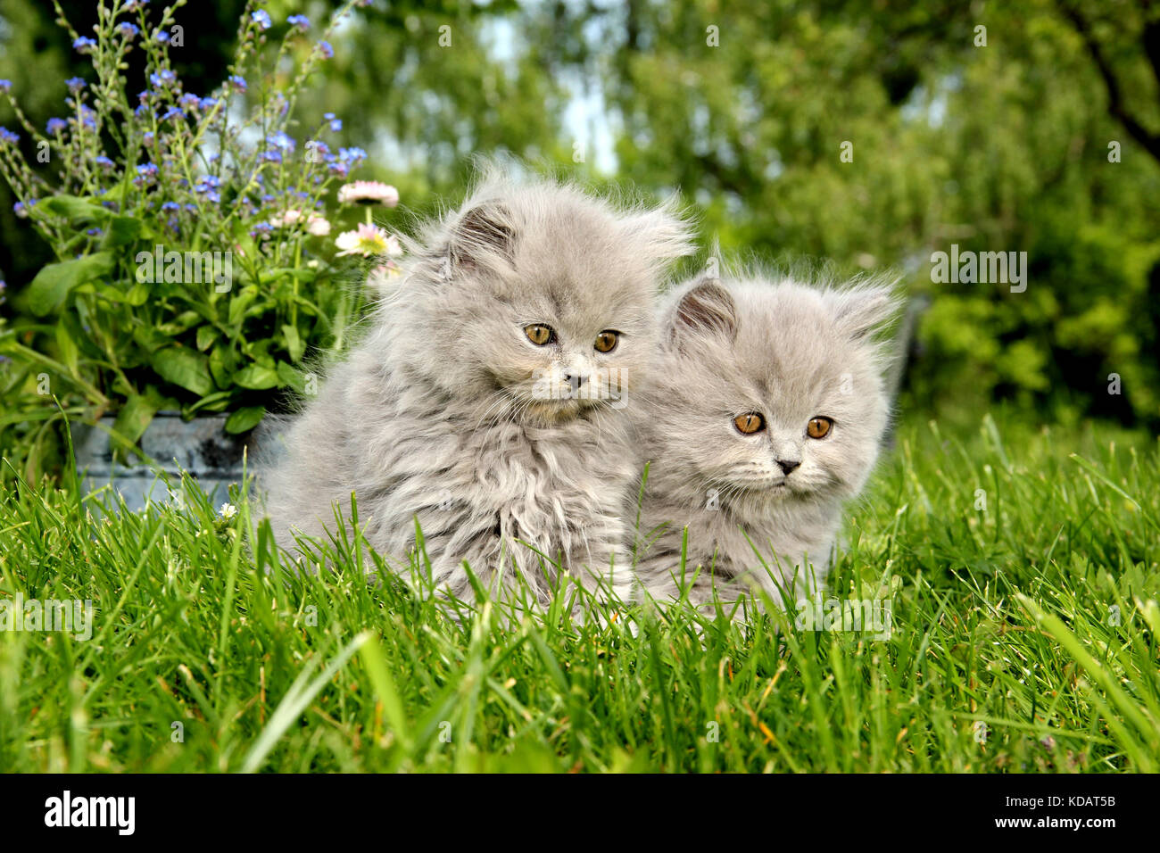 highlander kitten, walking on a green meadoe Stock Photo - Alamy