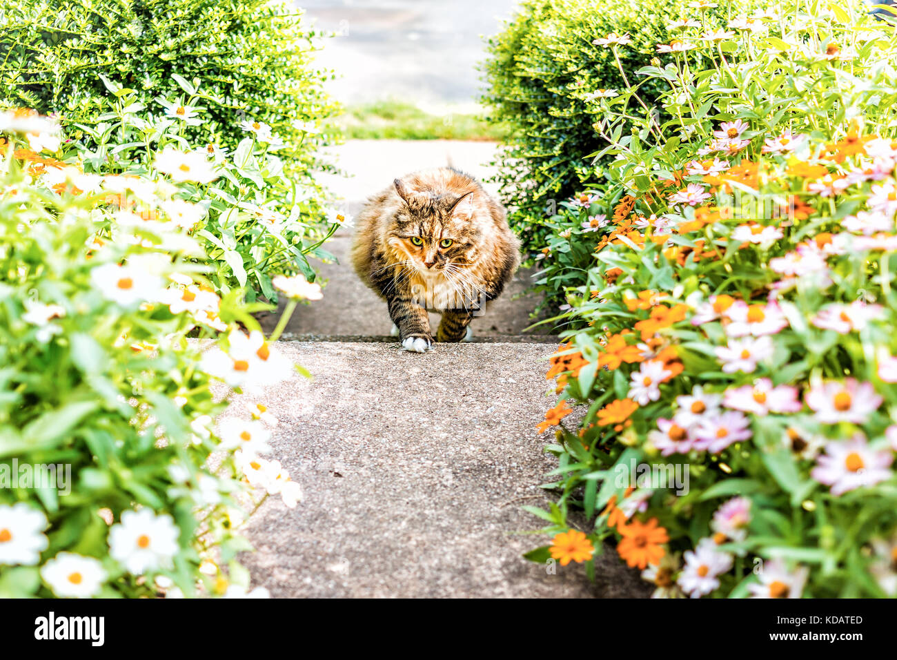 Fluffy, large fat, overweight maine coot cat walking outside by flowers ...