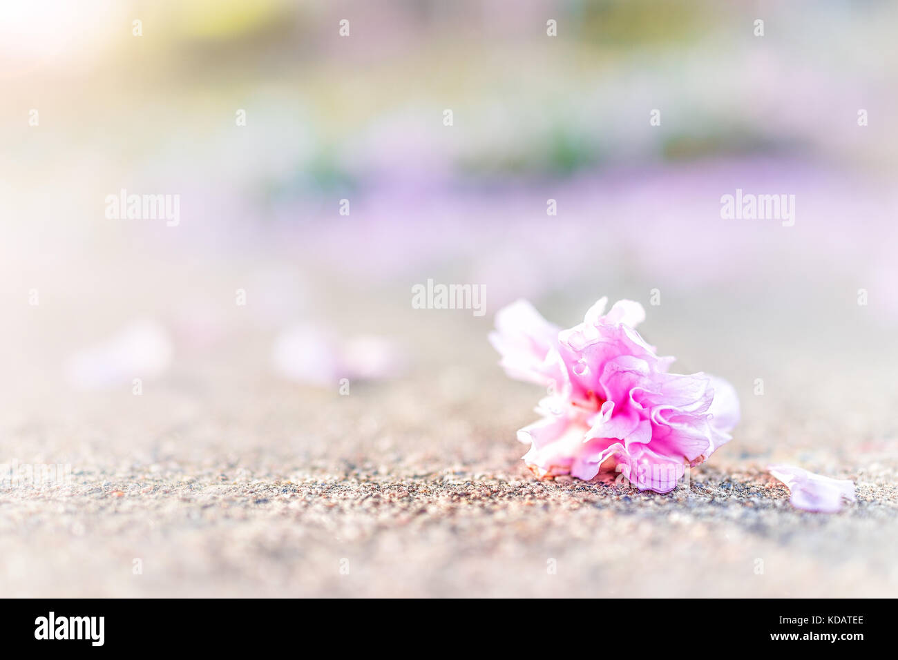 Cherry Blossom On Ground High Resolution Stock Photography and Images ...