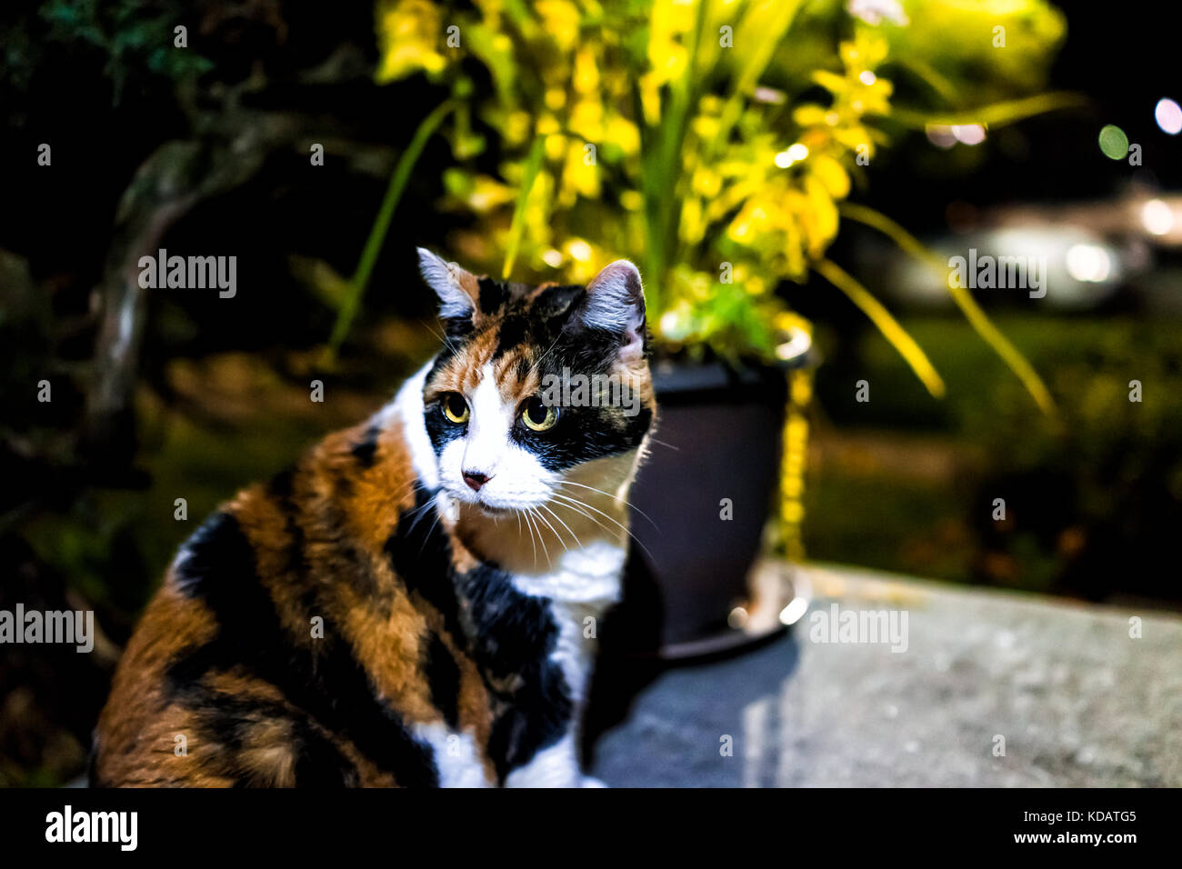 Calico cat sitting on porch hi-res stock photography and images - Alamy