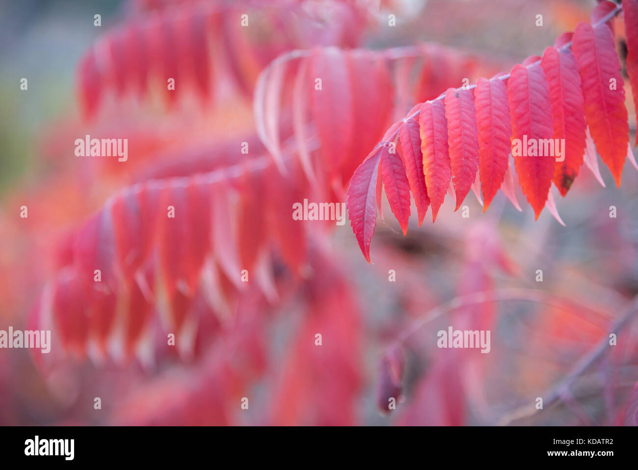 Smooth sumac hi-res stock photography and images - Alamy