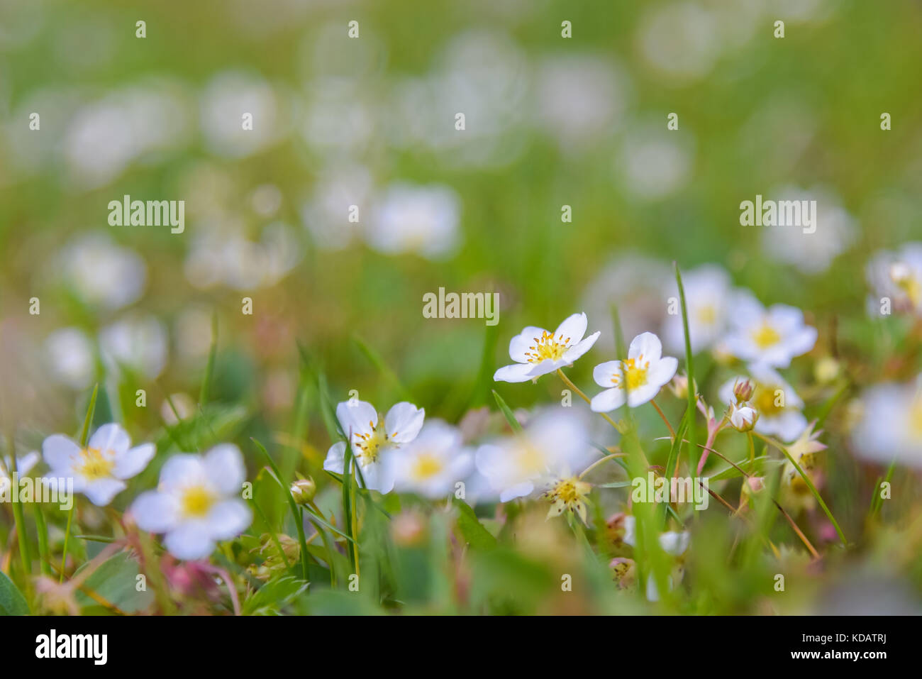 Wild Strawberry Flowers in meadow in spring Stock Photo - Alamy