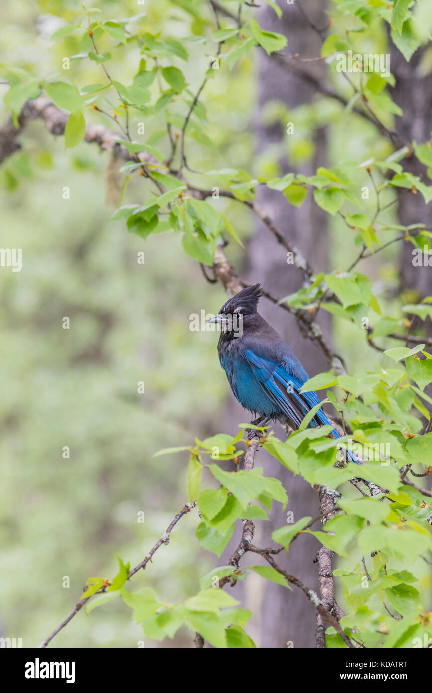Steller's Jay on a Tree Branch in deciduous forest Stock Photo - Alamy
