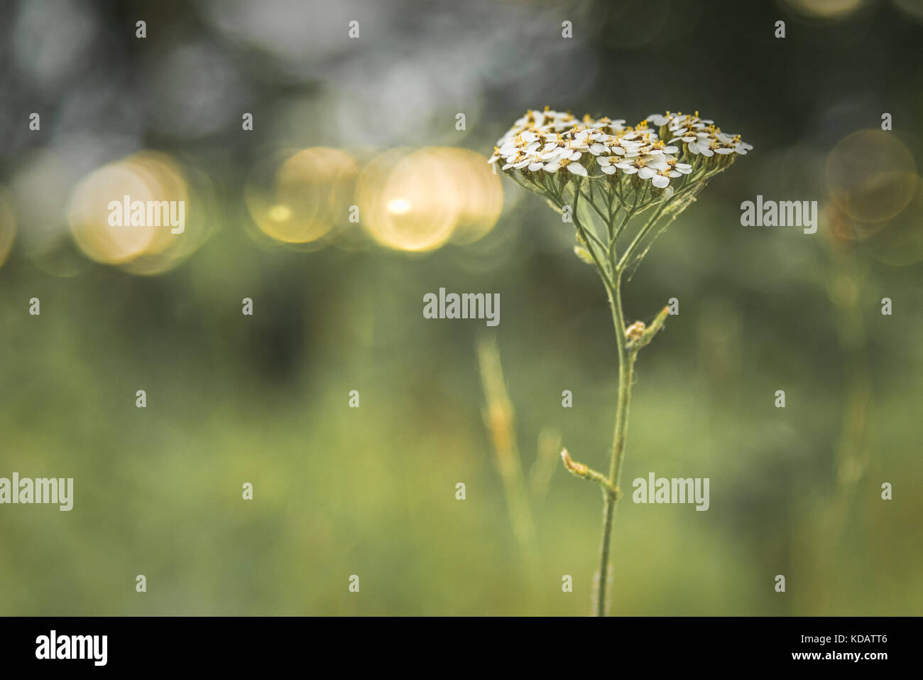 Common yarrow blooming in forest at sunset Stock Photo - Alamy