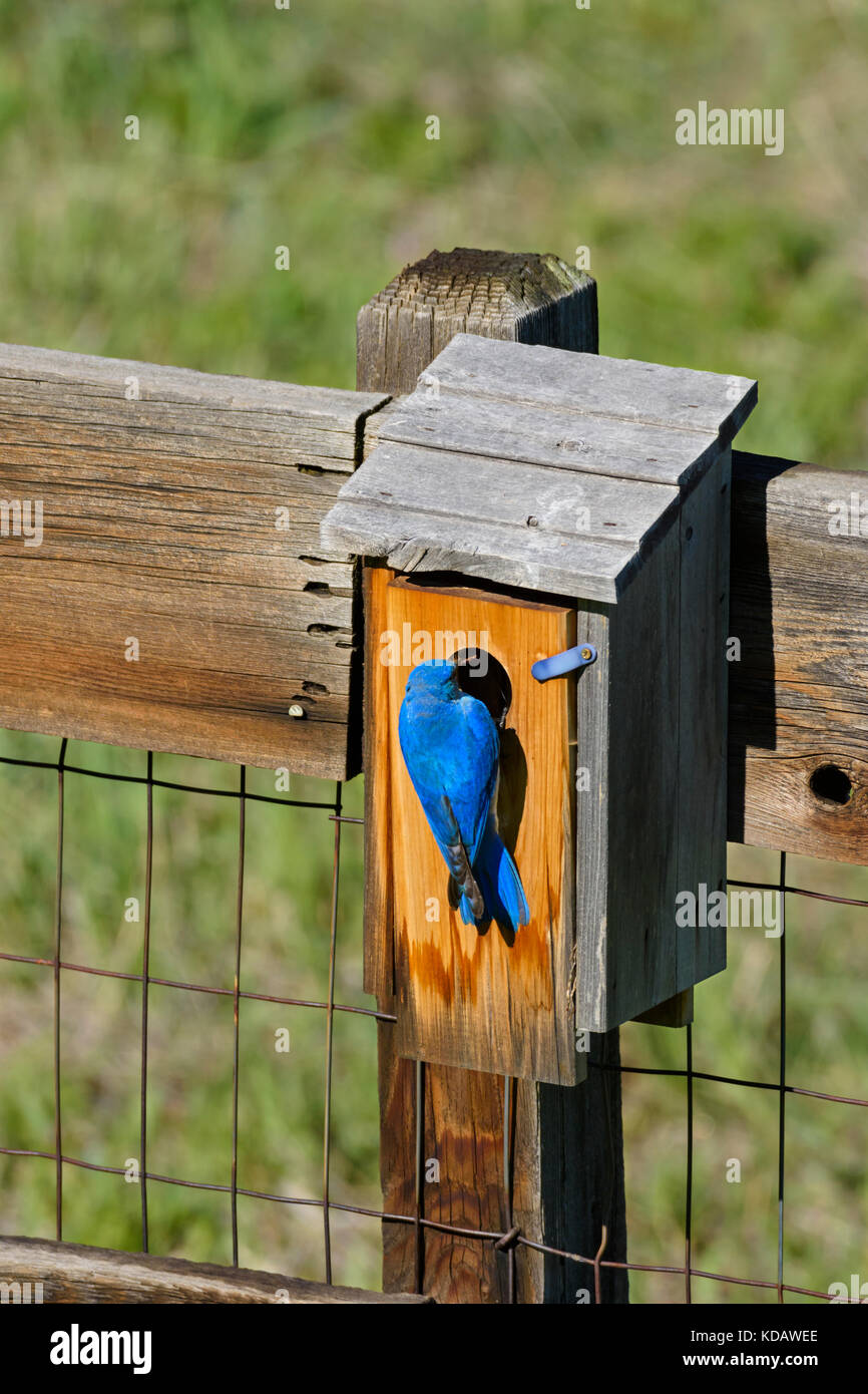Male mountain bluebird hi-res stock photography and images - Alamy