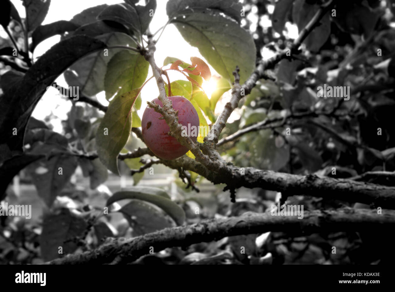 Sun glow behind a plum with focal colour point Stock Photo - Alamy