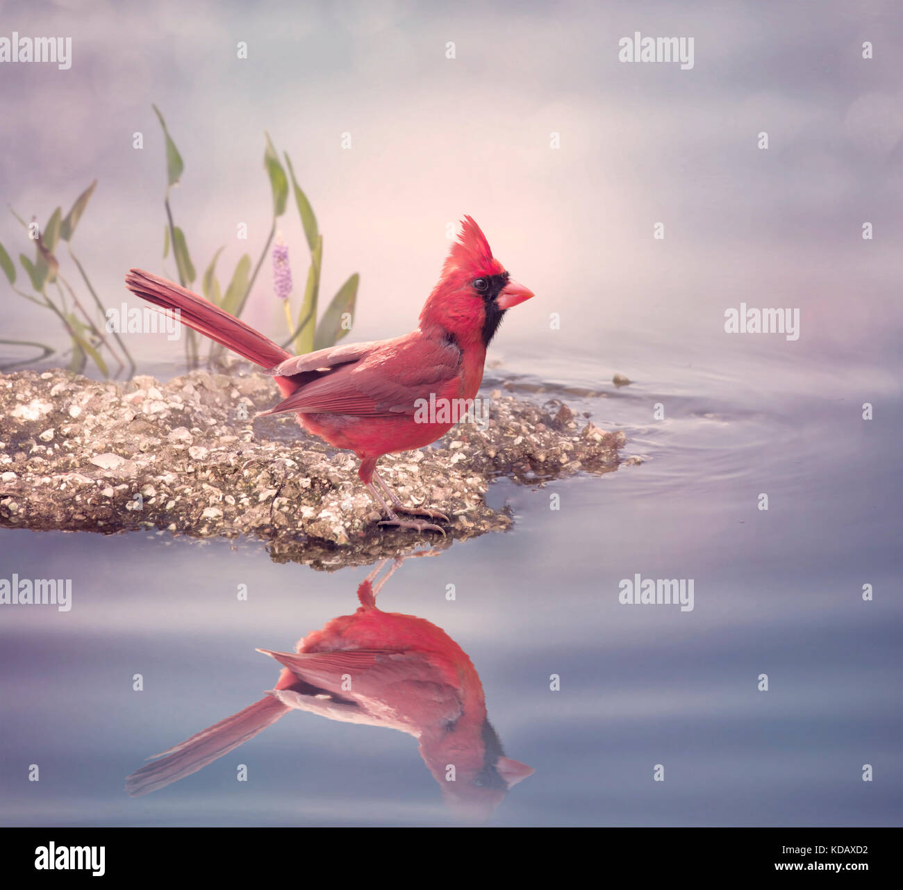 Cardinal reflection hi-res stock photography and images - Alamy
