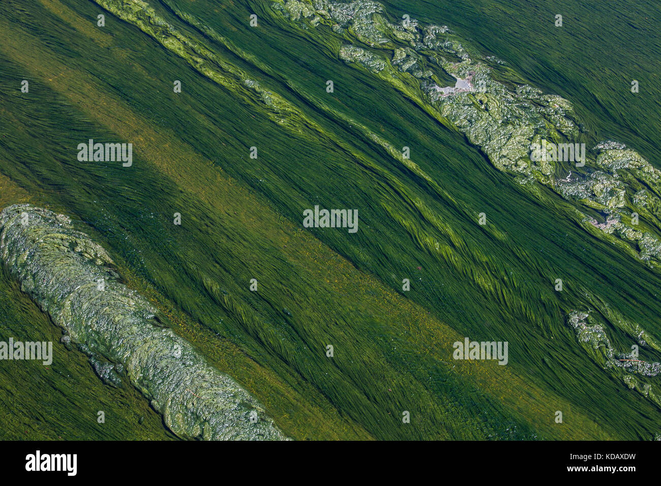 Algae on floor of Los Angeles River near downtown Los Angeles ...